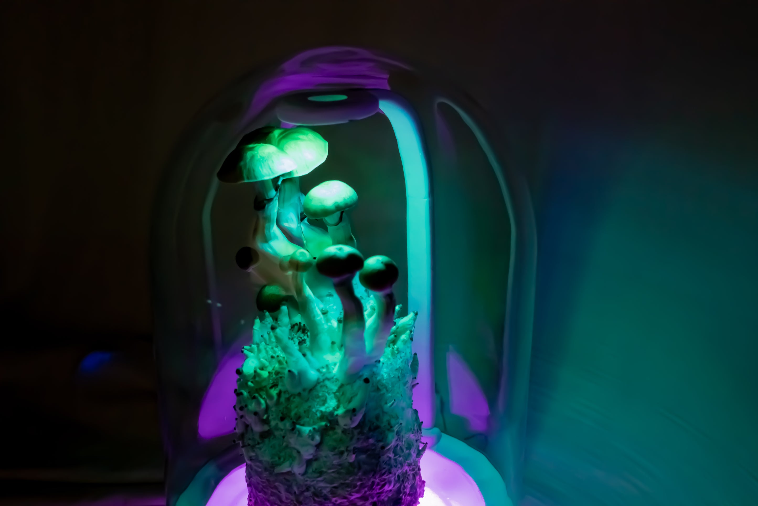 Terrashroom Pre-Order: The Automated Mushroom Growing Chamber